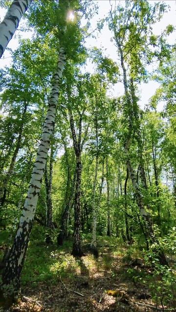 Красота родного края. #березовый_лес