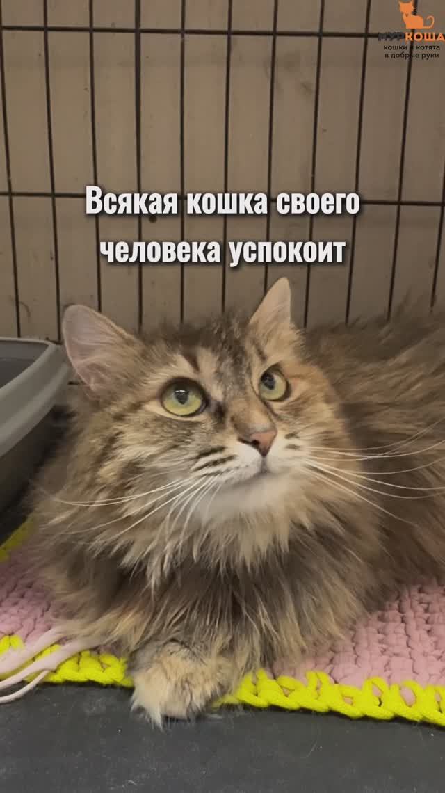 Минори ждёт вас в приюте #Муркоша