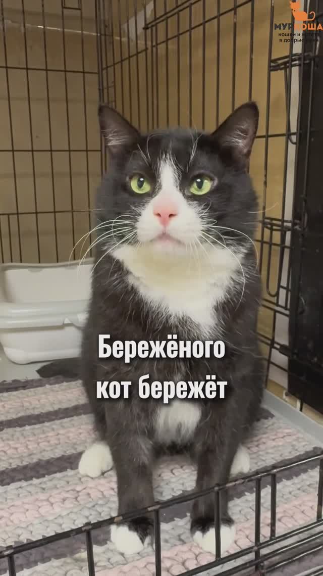Плюшкин ждёт вас в приюте #Муркоша