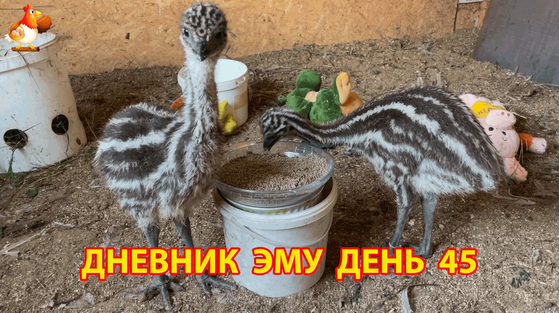 Дневник страусят Эму день 45