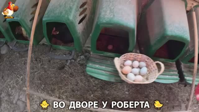 Содержание кур в домашних условиях и других птиц во дворе у Роберта 🐣🐤🦆🐔🪿🦃 (515)