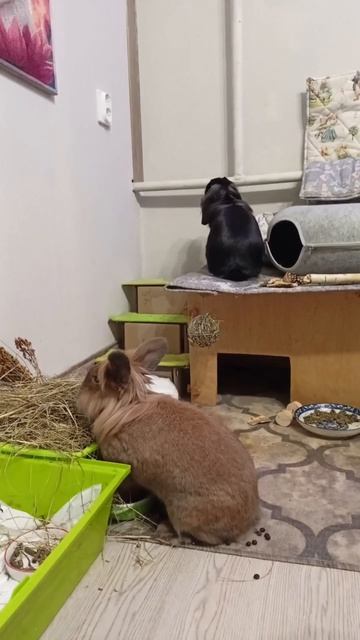 🐰 Пока Банникула ужинает,  Маркс пытается понять, почему потолок находится именно там.