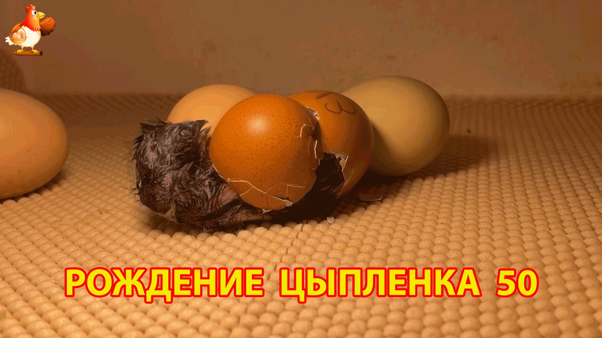 Вылупление цыпленка из яйца в инкубаторе версия 50