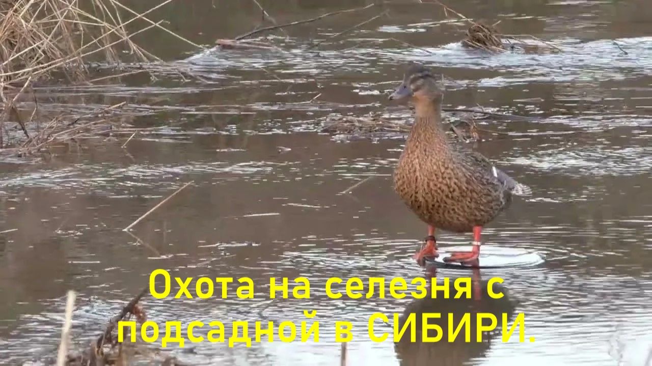 Охота на селезня с подсадной в СИБИРИ.