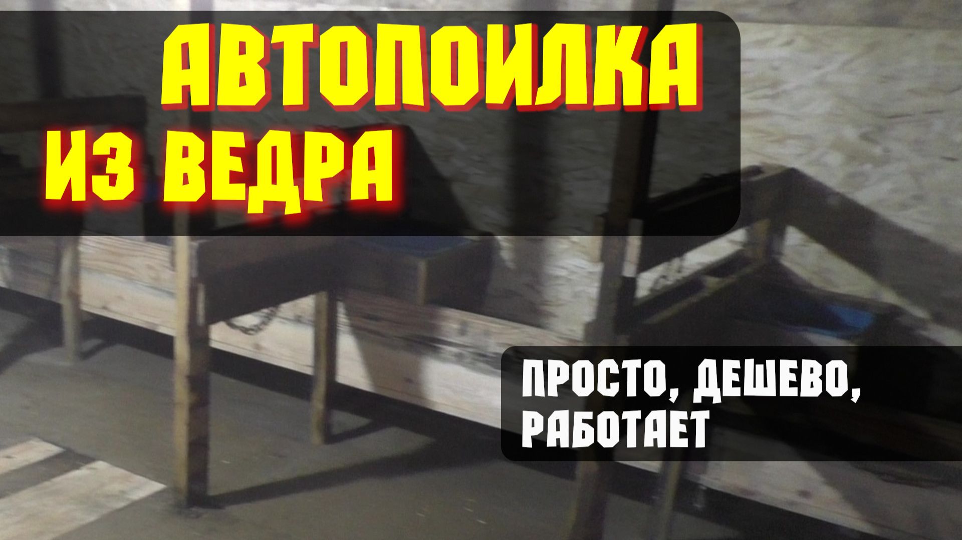 Автопоилки своими руками и телята на новом стойле