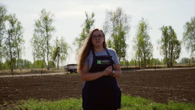 Как правильно закопать сидераты весной.