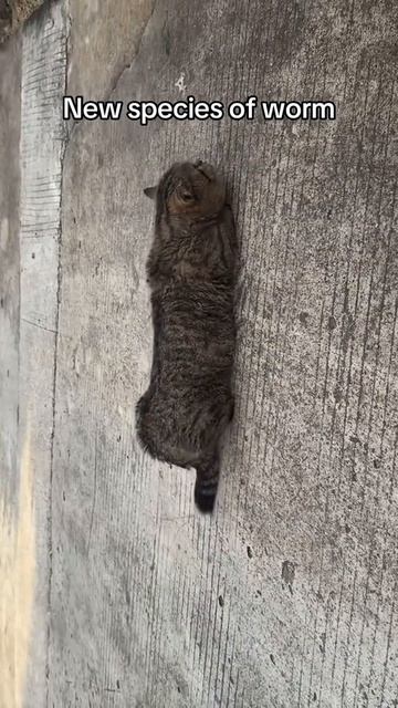 Новый вид червяков