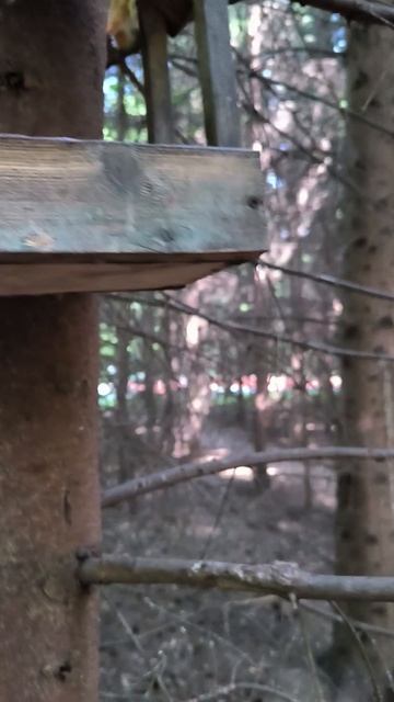 Любопытная белка выбирает орех в кормушке