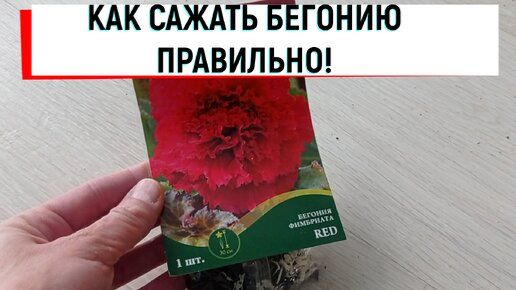 #бегония КАК САЖАТЬ БЕГОНИЮ ПРАВИЛЬНО!#бегонияфимбриата#бегонияпосадка#каксажатьбегонию#бегонияклу