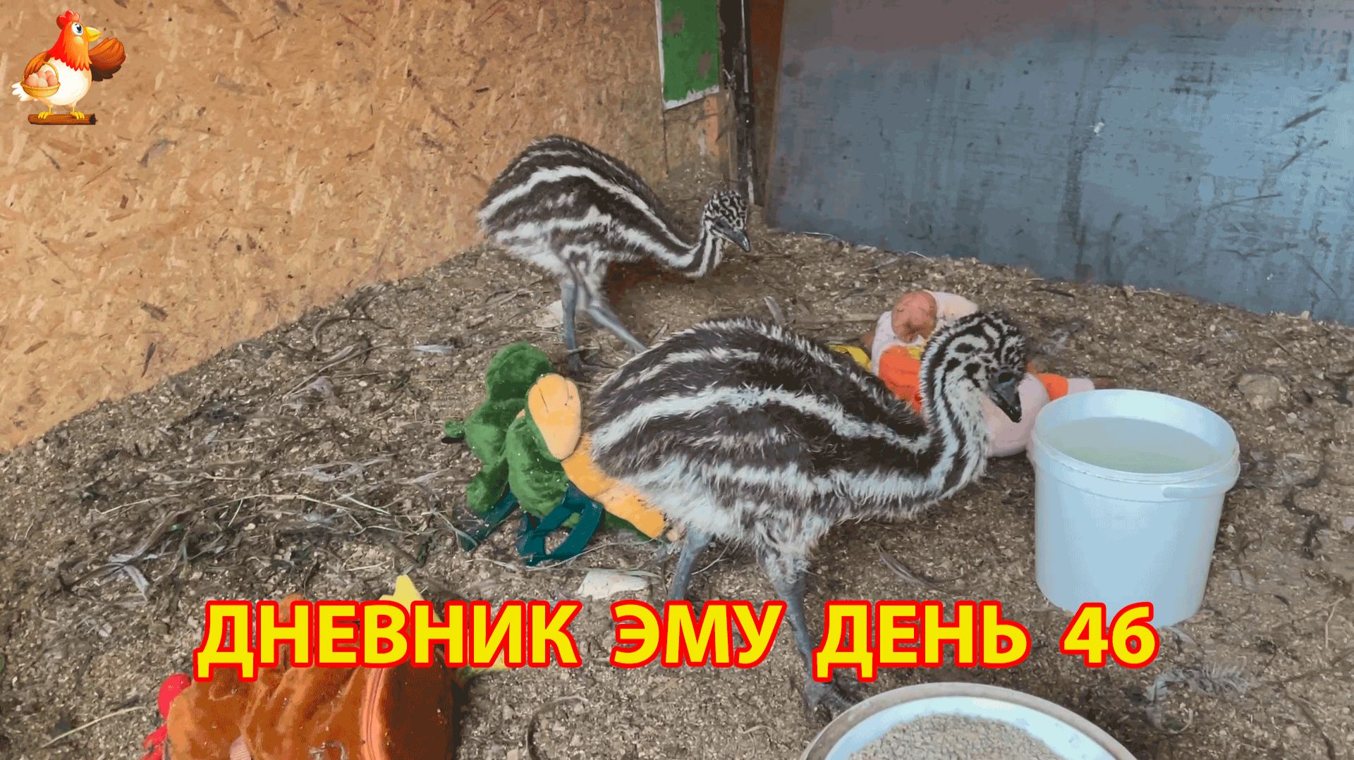 Дневник страусят Эму день 46
