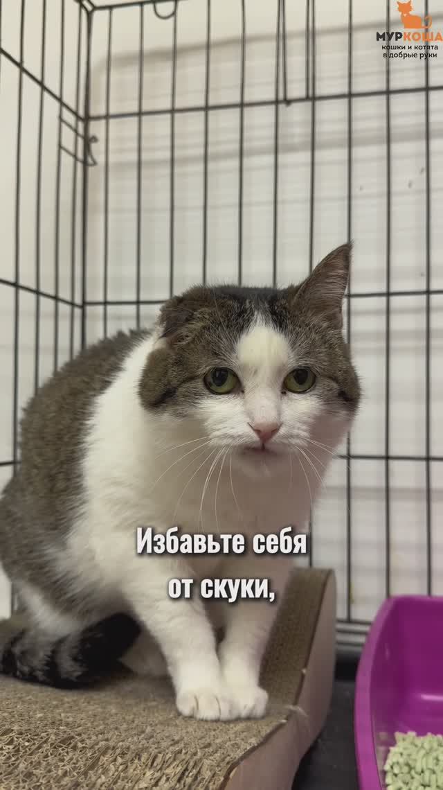Газетта ждёт вас в приюте #Муркоша