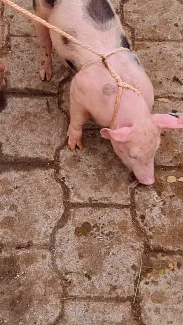 Грязь и визги хрюшек, еле выбрались с рынка животных в Эквадоре