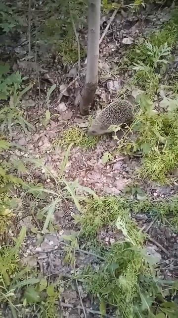 Ежик в Солнечном