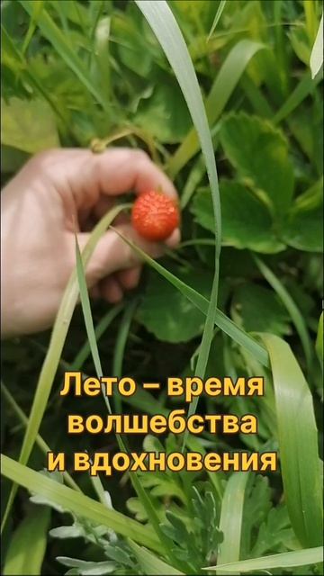 лето, клубника, новая коллекция заерушек