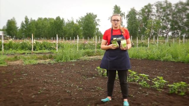 Посев озимых сидератов - средство против сорняков.