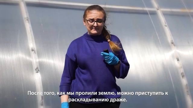 Плюсы моркови на ленте и в гранулах без прореживания.