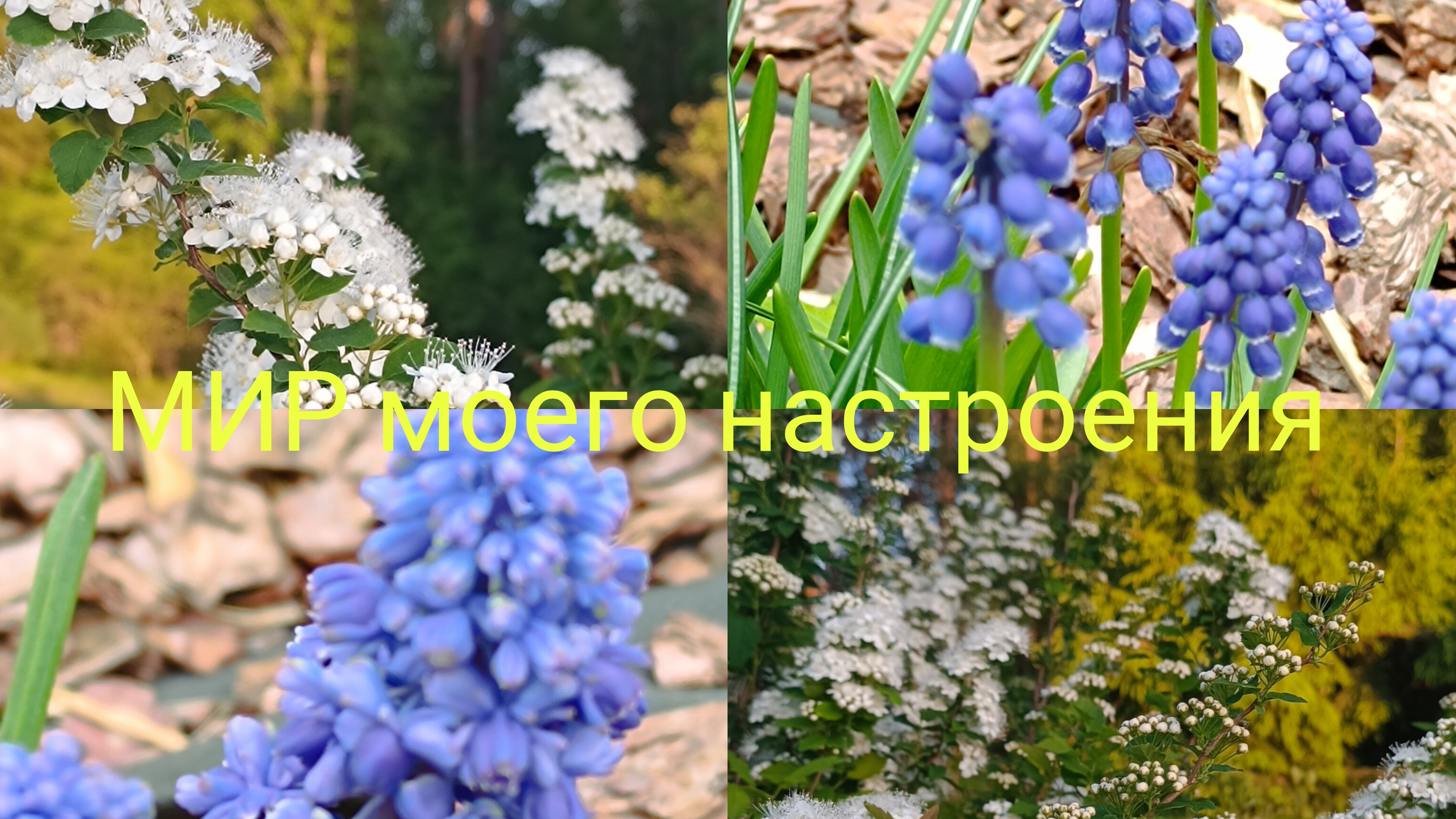 01.06.26Дача Выборг.Мускари.Спирея березолистная.Готовим место под новую композицию с хвойными.