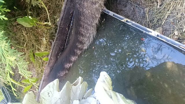 Мой Барся Кот - Жарко, воды боюсь, но хоть так
