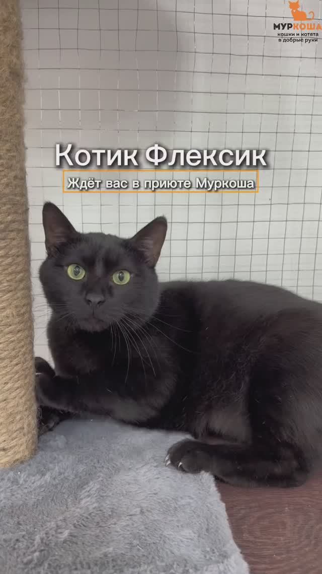 Флексик ждёт вас в приюте #Муркоша