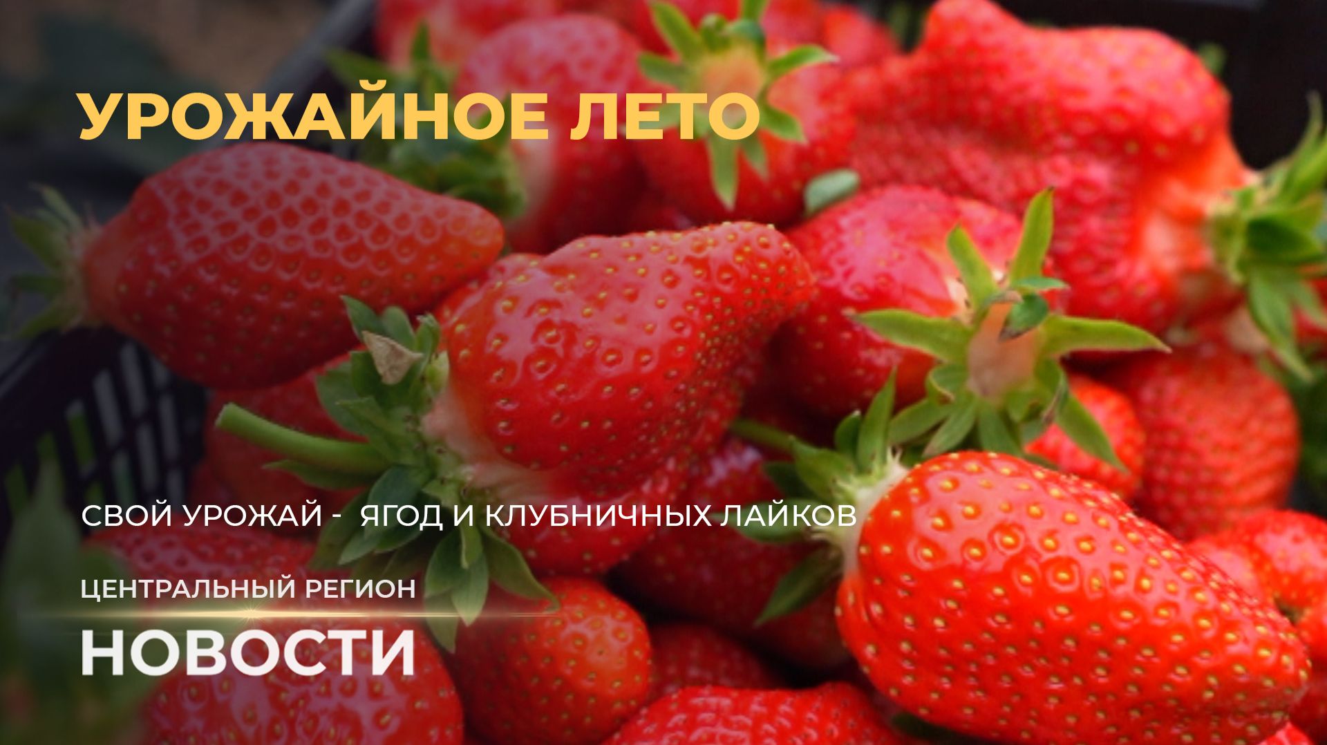Новости. Центральный регион | Урожайное лето | Возможности здравниц | Трудовое лето