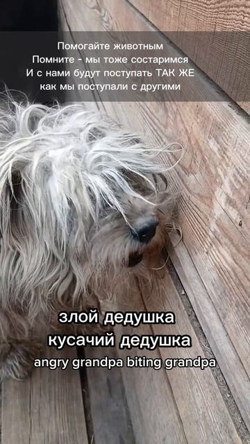 ЗЛОЙ СЛЕПОЙ И ГЛУХОЙ