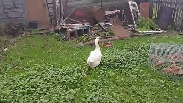 стоковый видео гусь