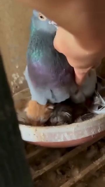 🕊️ 🕊️ 🕊️ МАТЬ И ЕЕ ДЕТКИ ❤️