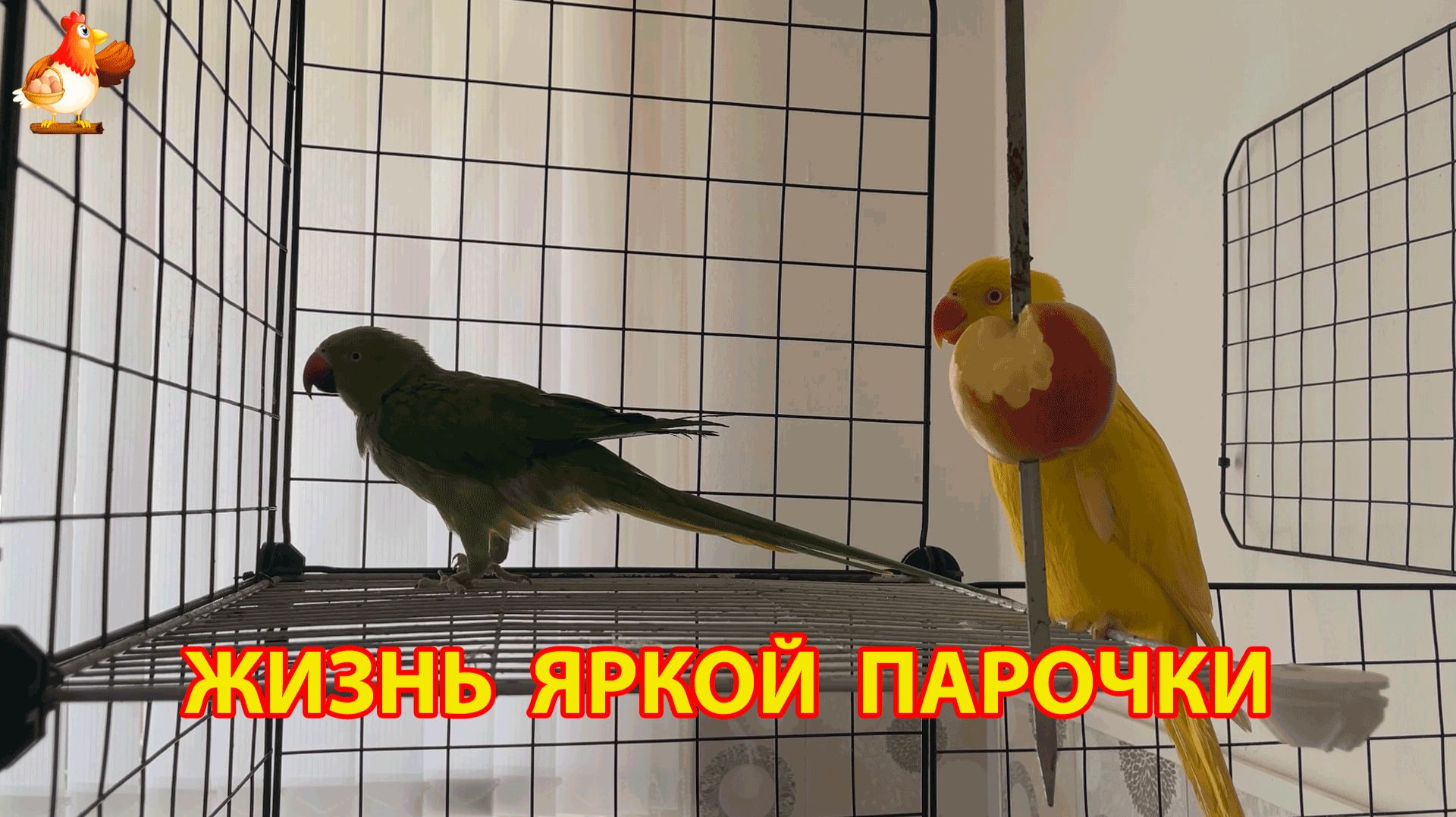 Жёлтый и Зелёный   сериал о жизни двух кольчатых ожереловых попугаев 🦜🦜 (7)
