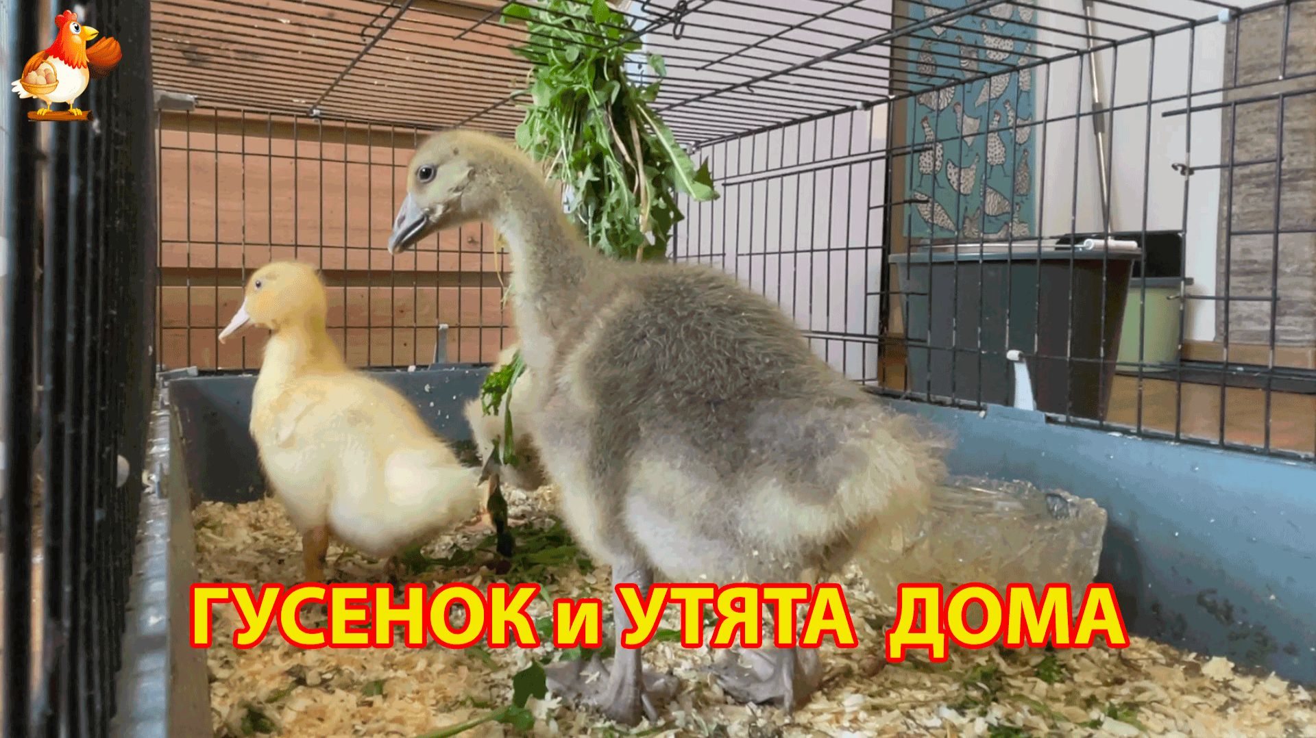 Гусёнок и два утёнка сейчас дома, потому что на улице слишком холодно (1)