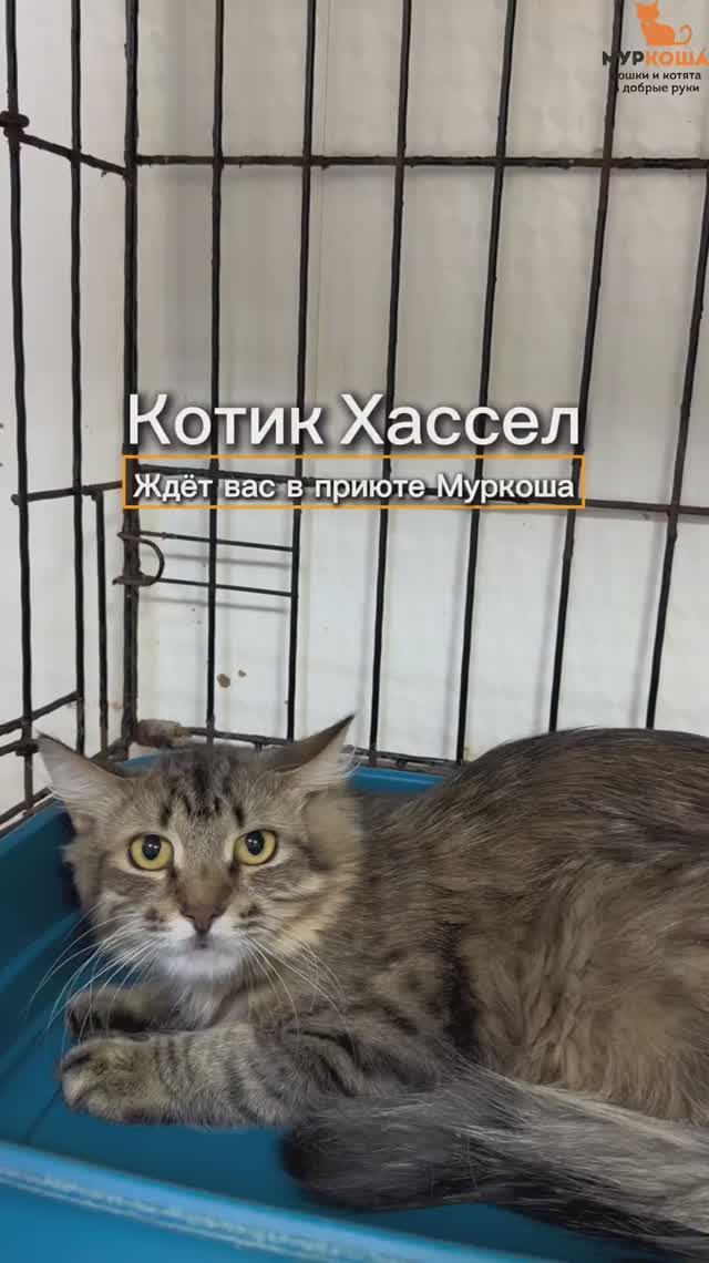 Хассел ждёт вас в приюте #Муркоша