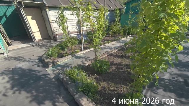 7 соток. Первая подвязка малины. Хроника 4 июня 2026 год