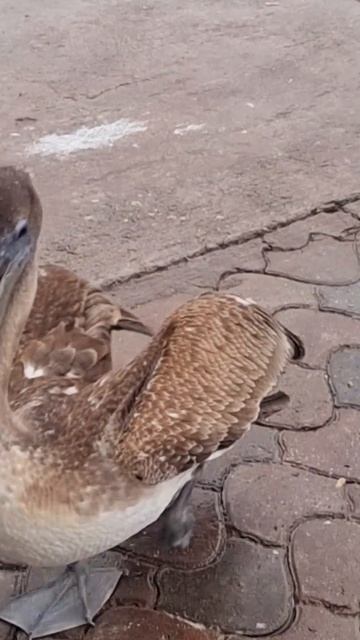 Битва пеликана за завтрак на рыбном рынке Сан-Кристобаля, Галапагосы
