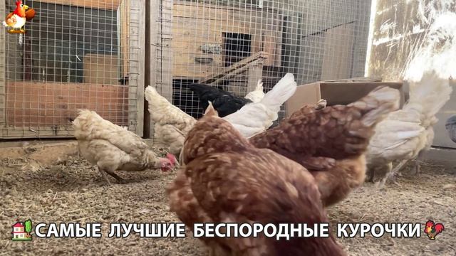 Цыплята и Курочки селяночки лучшие беспородные несушки 🥚 (484)
