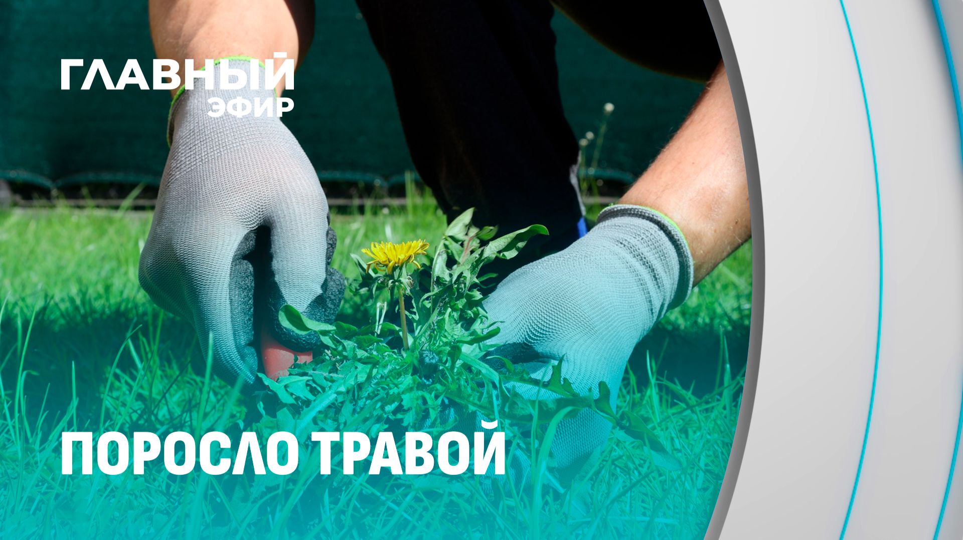 Захватчики полей и огородов. Почему инвазивные растения стали настоящим бедствием? Главный эфир