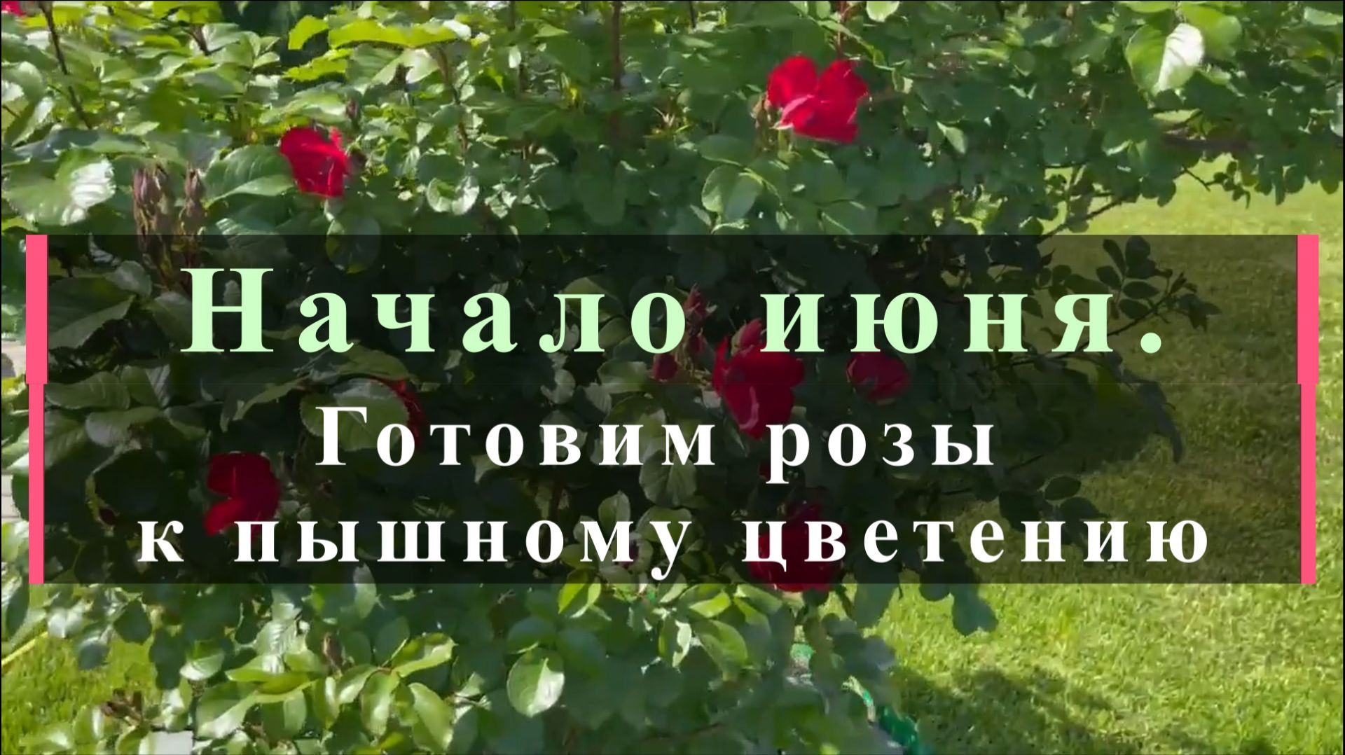 Начало июня. Готовим розы к пышному цветению.