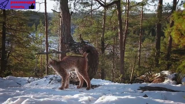 Потрясающие пейзажи,  природа и уникальная культура Скандинавии _