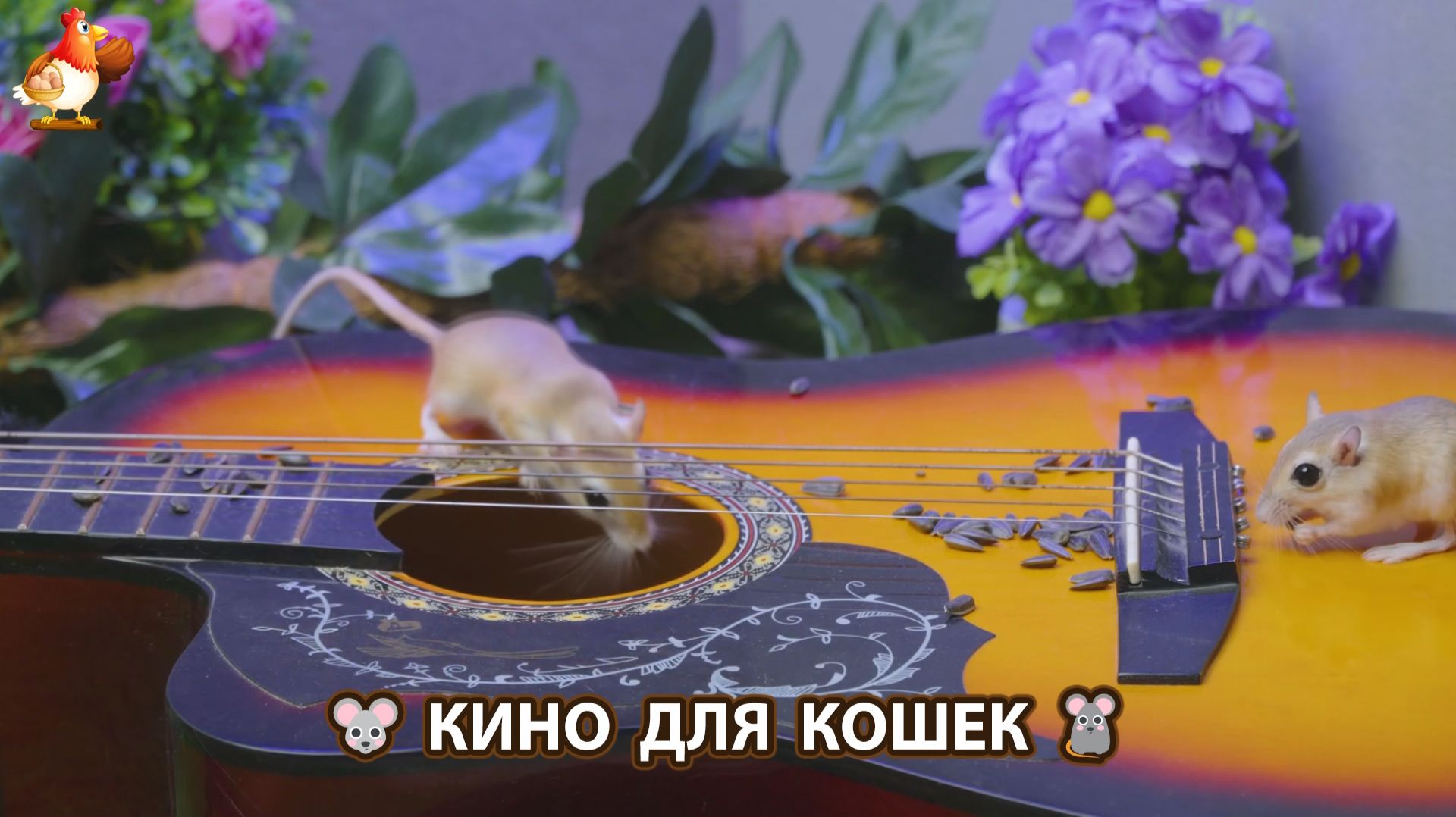 Видео для кошек про крысок развлекать питомцев 🐭🐀😂 (552)