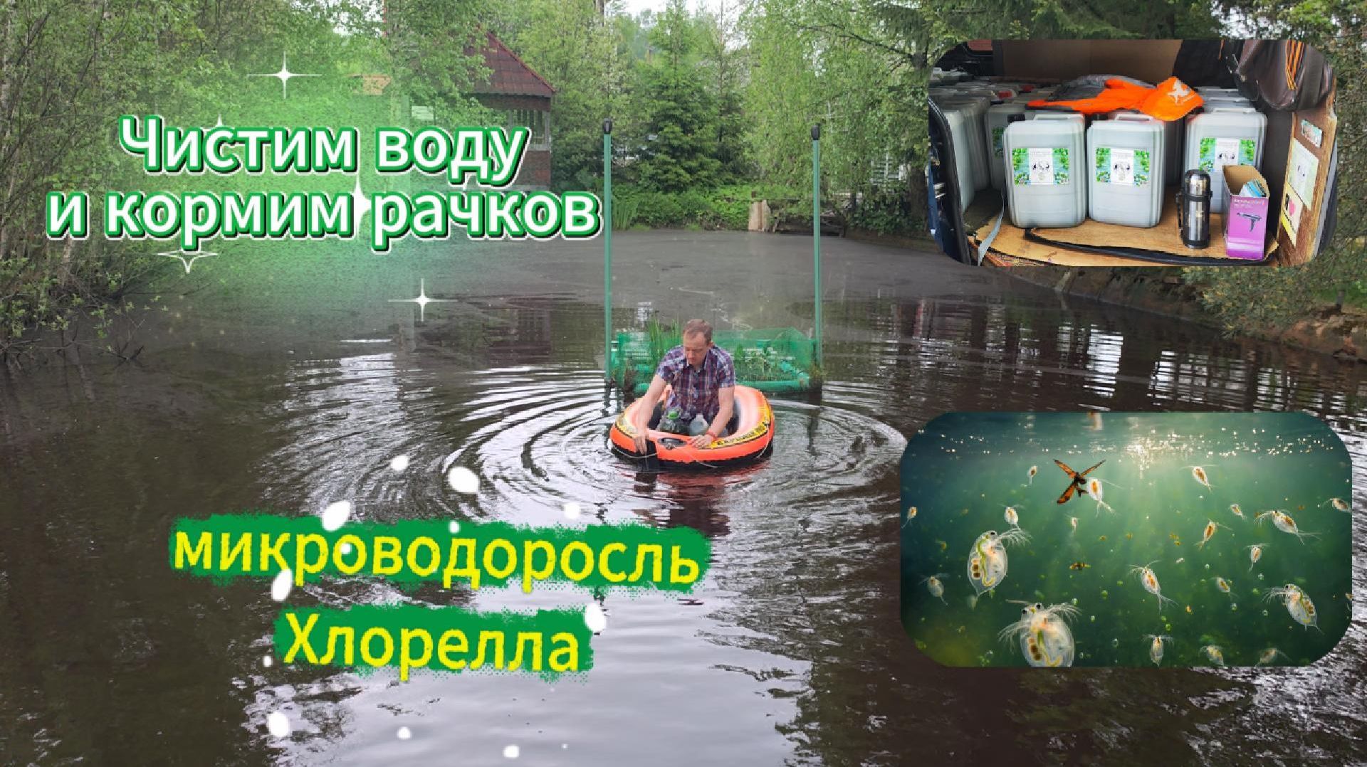 Микроводоросль Хлорелла простыми словами