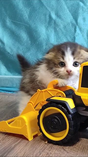 Котенок за рулем трактора. #котенок