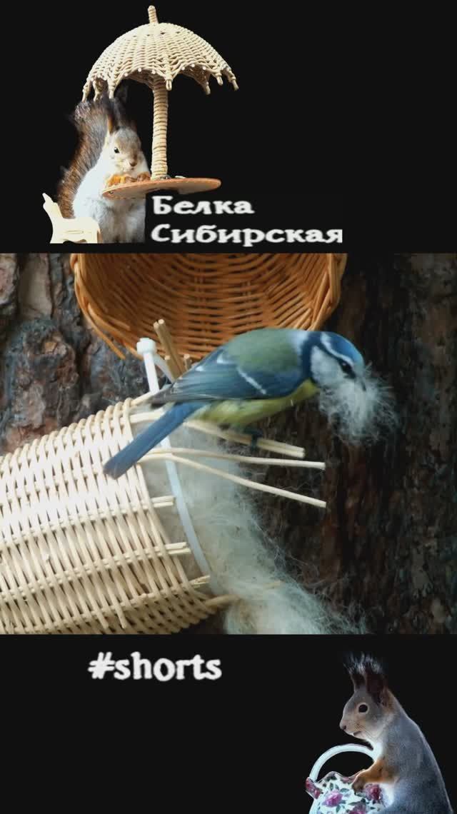 Лазоревка собирает шерсть
