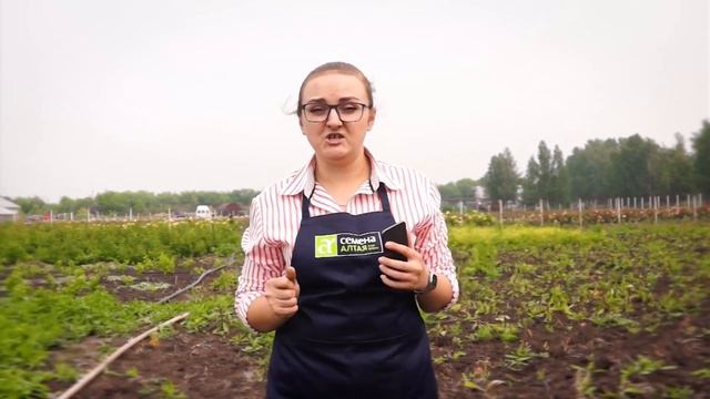 Как правильно посеять и запахать сидераты.