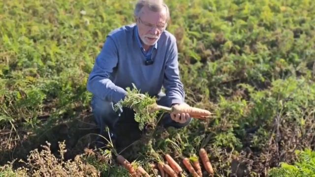 Эти советы помогут сохранить морковь после уборки.