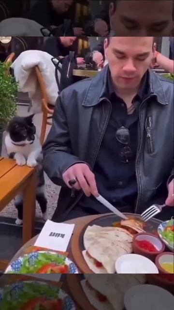 Невероятно вежливый турецкий кот