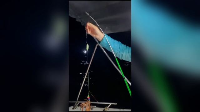 Кальмарница Candy fish (NEW) от Mr. Musurok в деле 🎣
