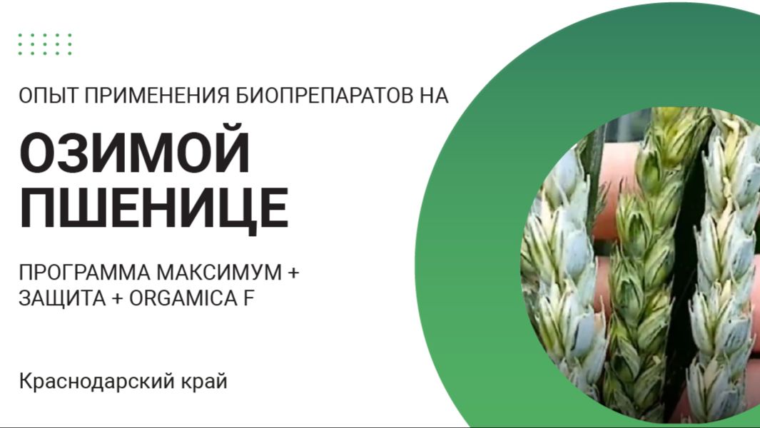 Работа биологических препаратов по вегетации без применения химических фунгицидов