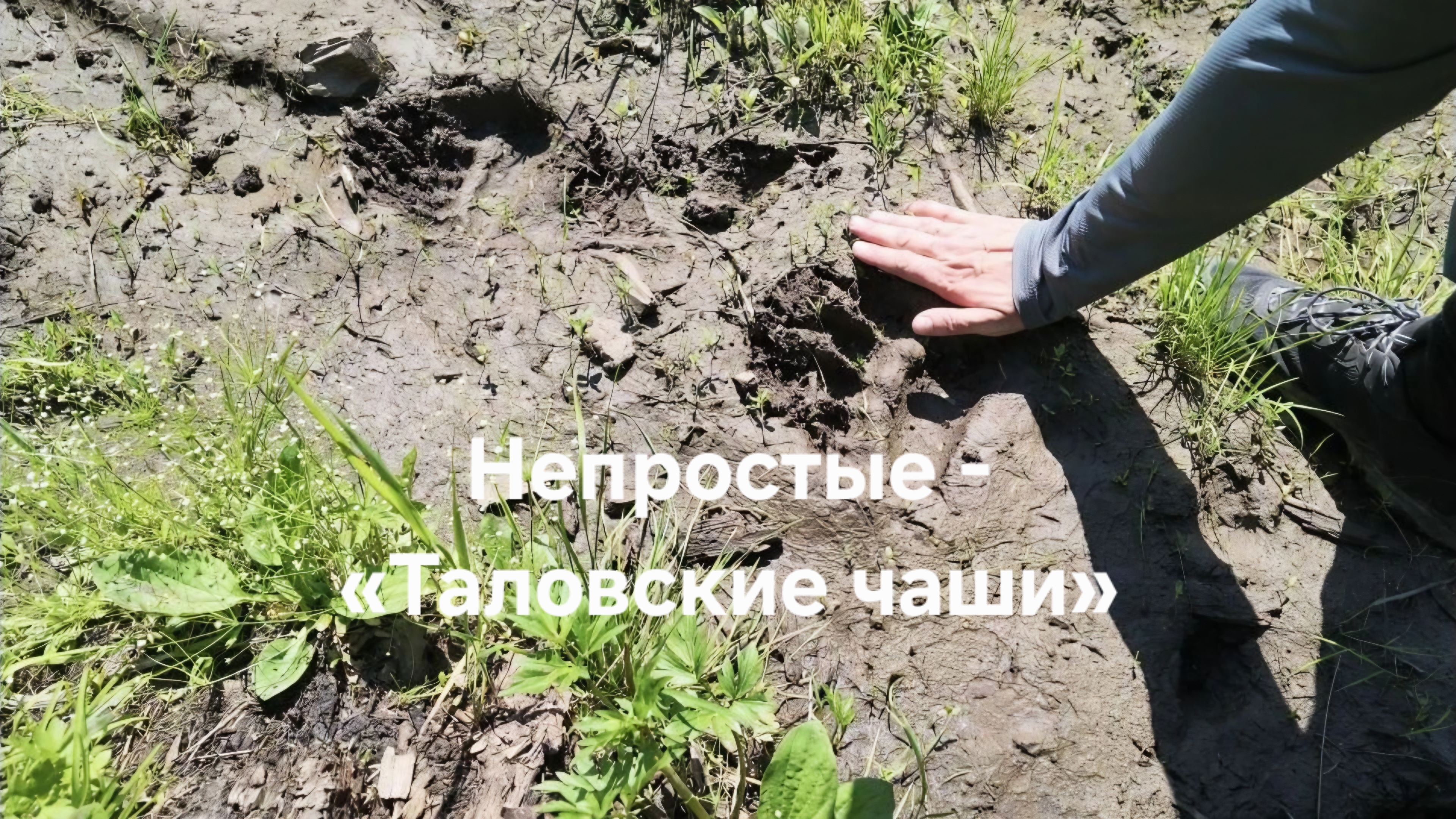 Непростые - Таловские чаши