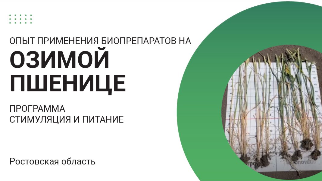 Лучшая вегетация и большая озерненность зерна