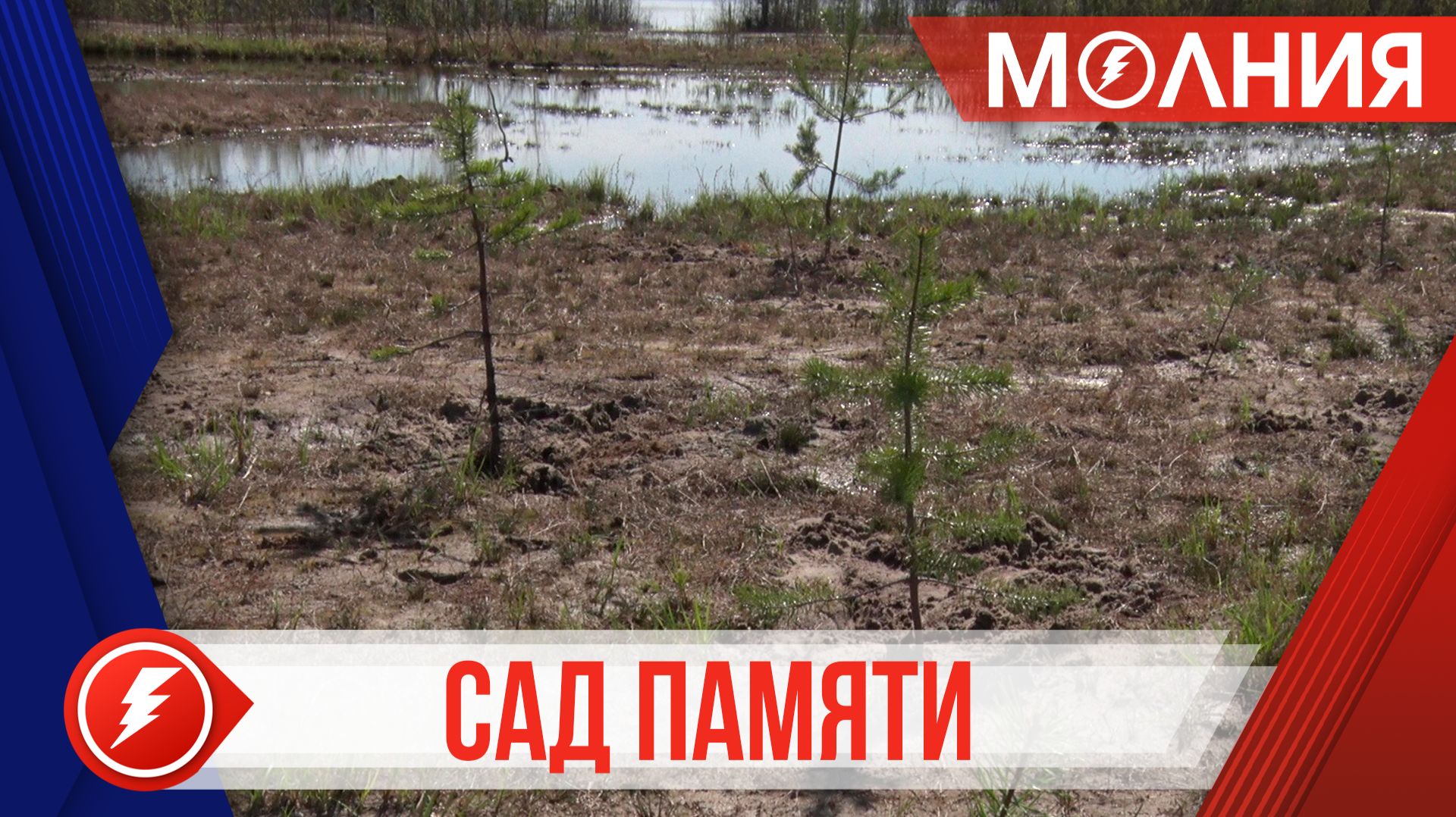 Около 300 деревьев высадили таркосалинцы в рамках акции «Сад памяти»