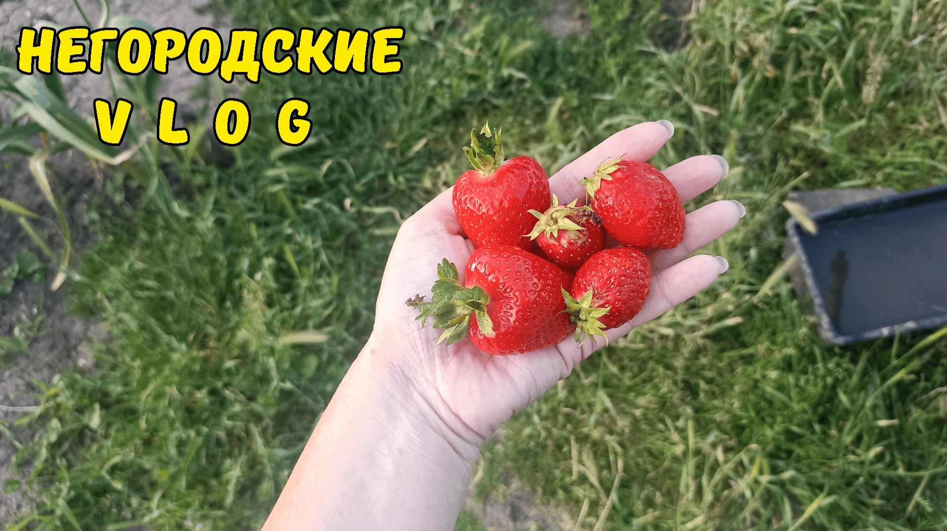 Земляники еще нет, зато есть клубника! 5.06.26