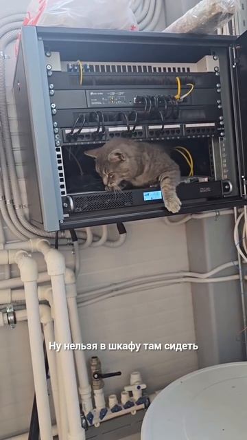 Айтишный кот
